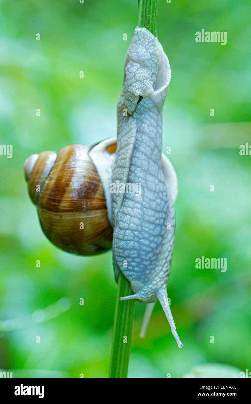 Escargot comestible hi-res stock photography and images - Alamy