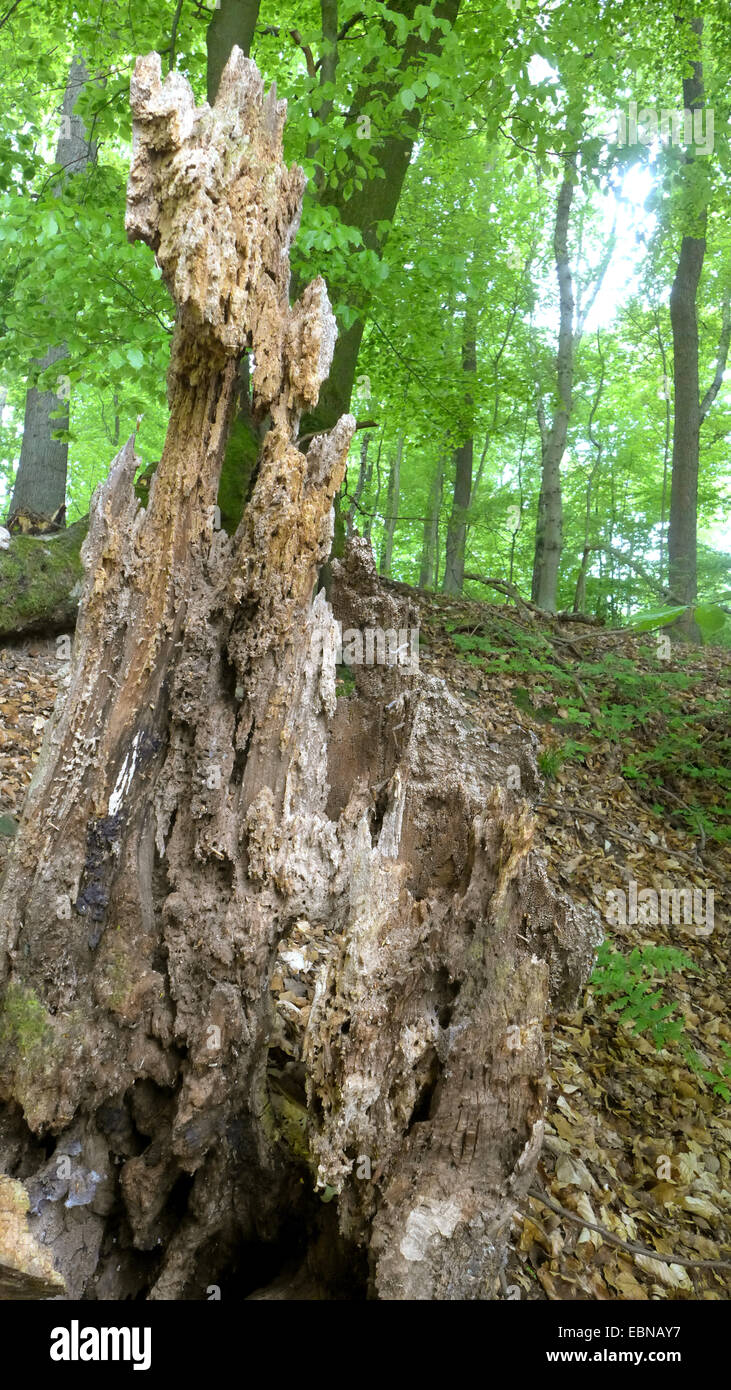 dead wood in a forest, Germany Stock Photo - Alamy