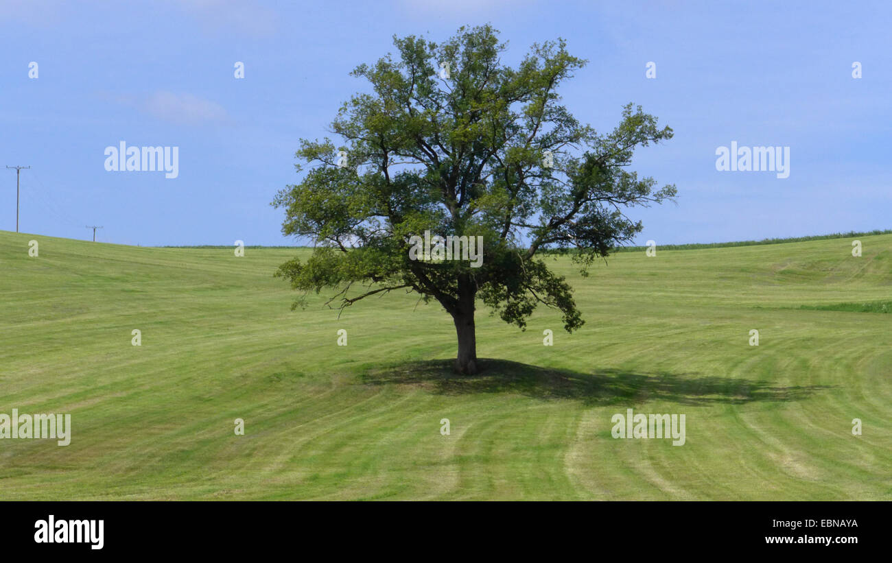 common oak, pedunculate oak, English oak (Quercus robur), single tree ...