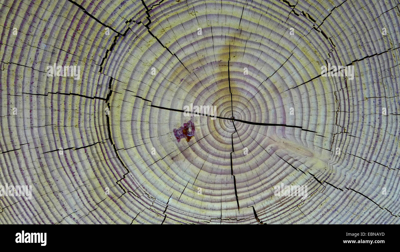 Cross section of stem pinus hi-res stock photography and images - Alamy