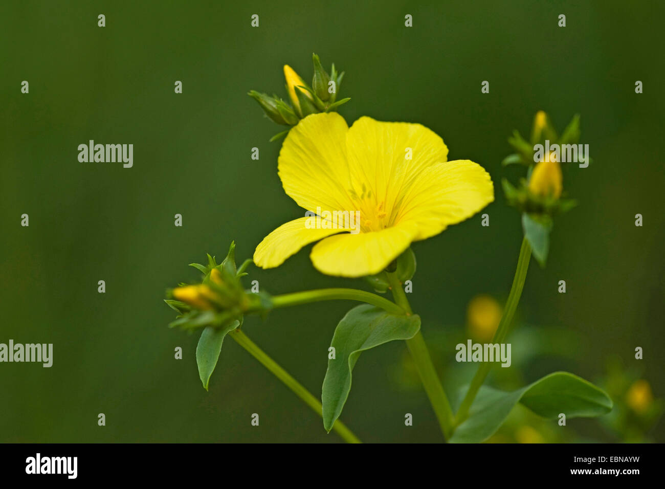 yellow flax (Linum flavum), blooming, Germany Stock Photo - Alamy