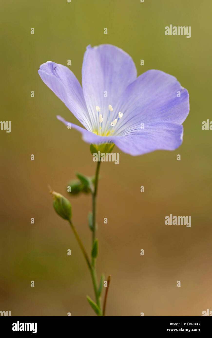 Blue flax hi-res stock photography and images - Alamy