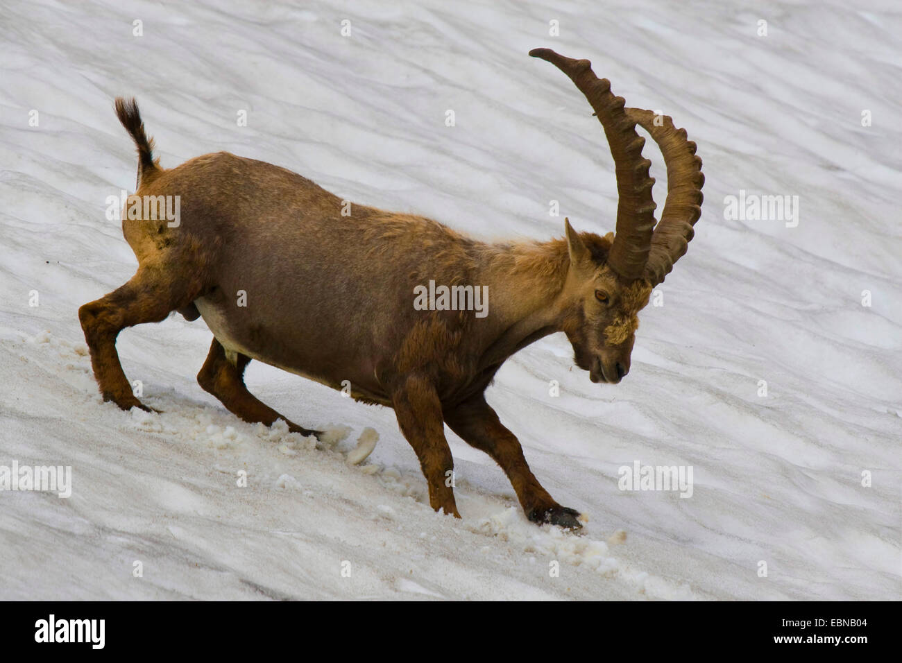 Alpine ibex walking hi-res stock photography and images - Alamy