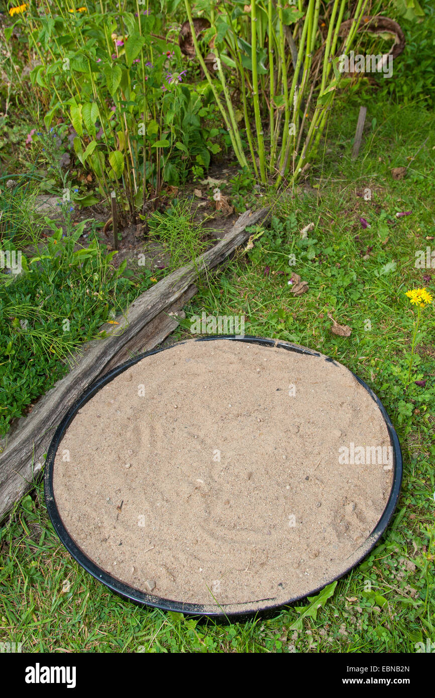 sand bath for sparrows in the garden, Germany Stock Photo - Alamy