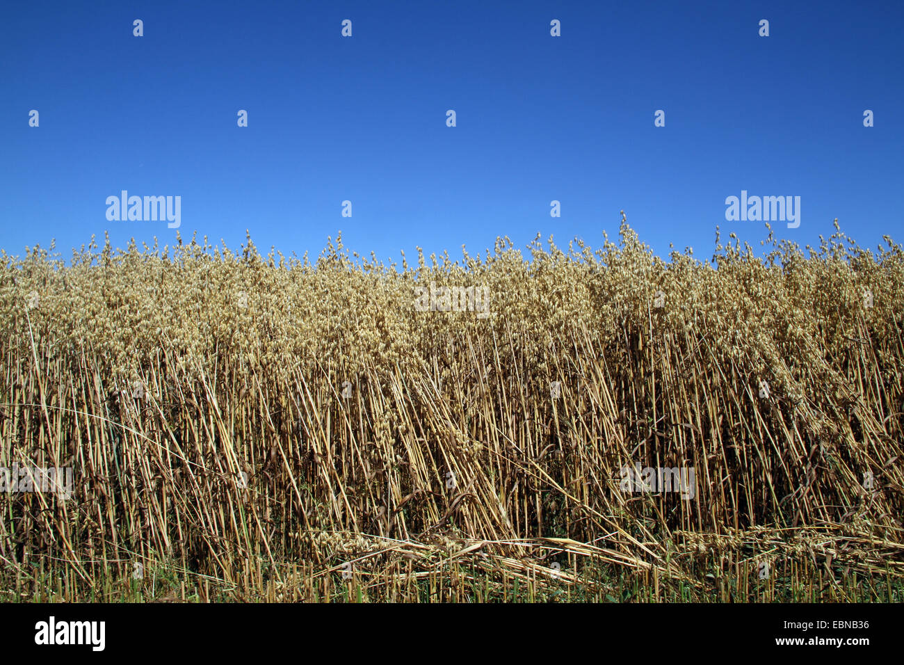 cultivated oat, common oat (Avena sativa), ripe oatfield, Germany Stock ...