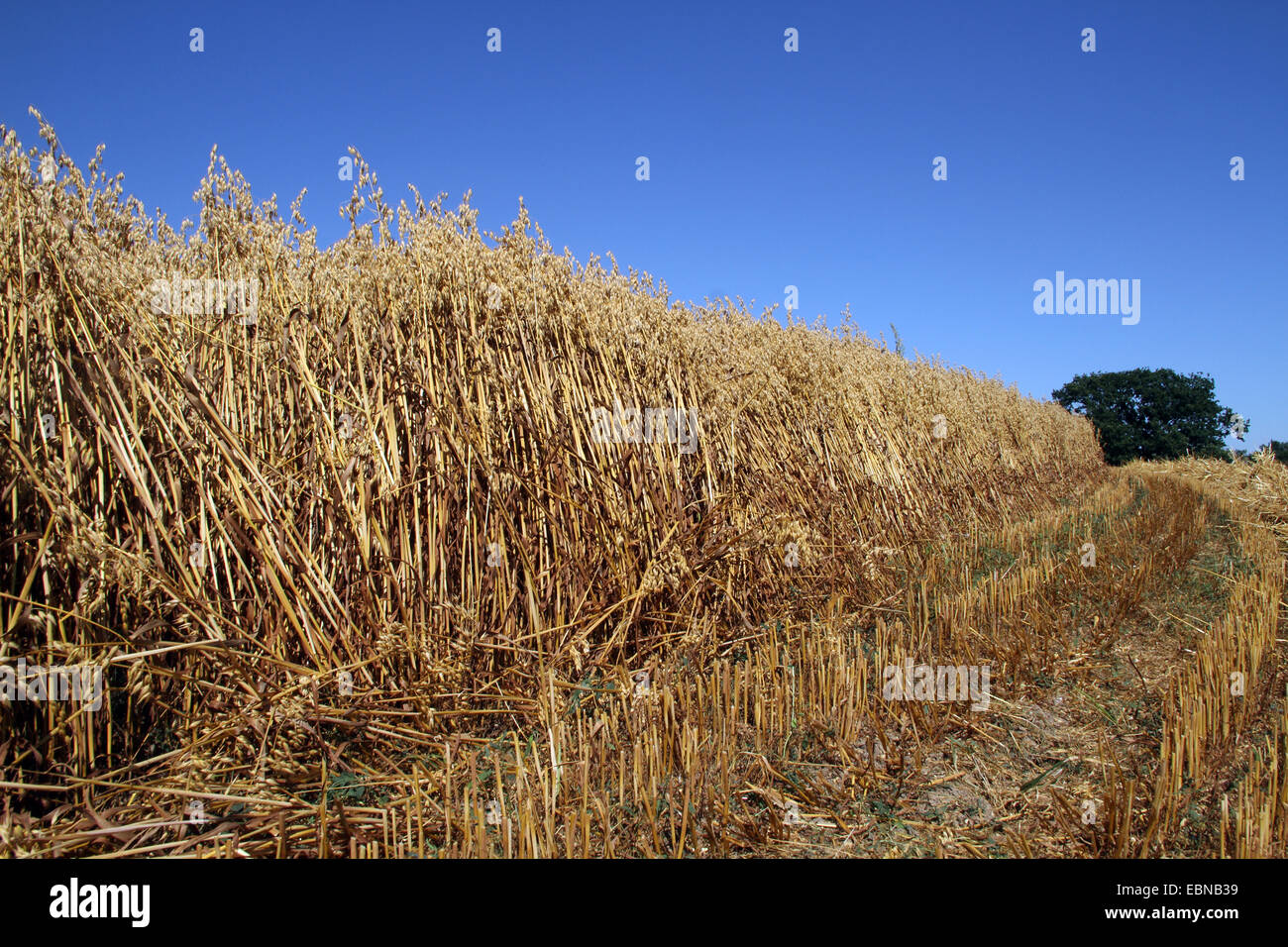 Oatfield High Resolution Stock Photography and Images - Alamy