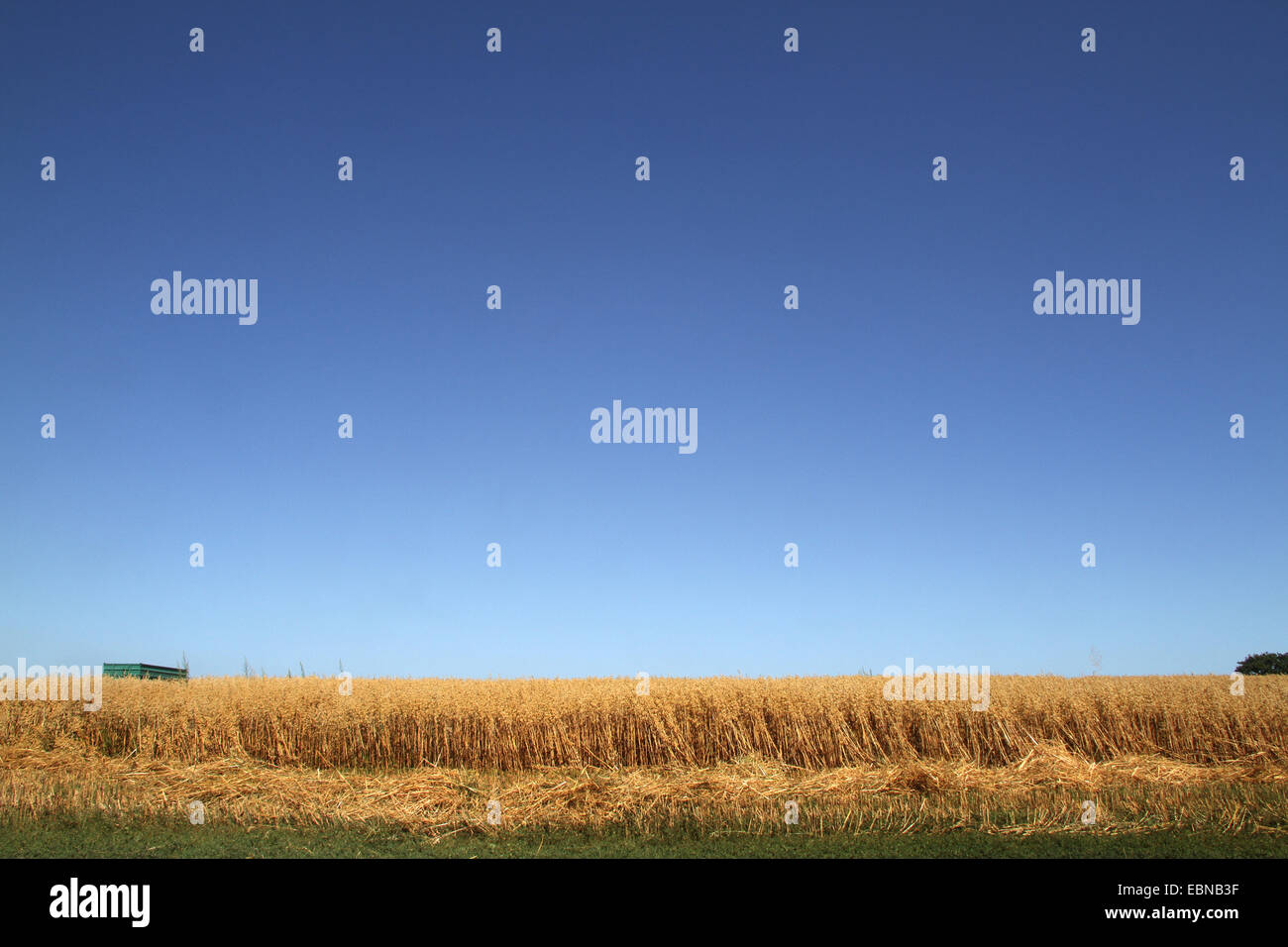 cultivated oat, common oat (Avena sativa), ripe oatfield is harvested ...