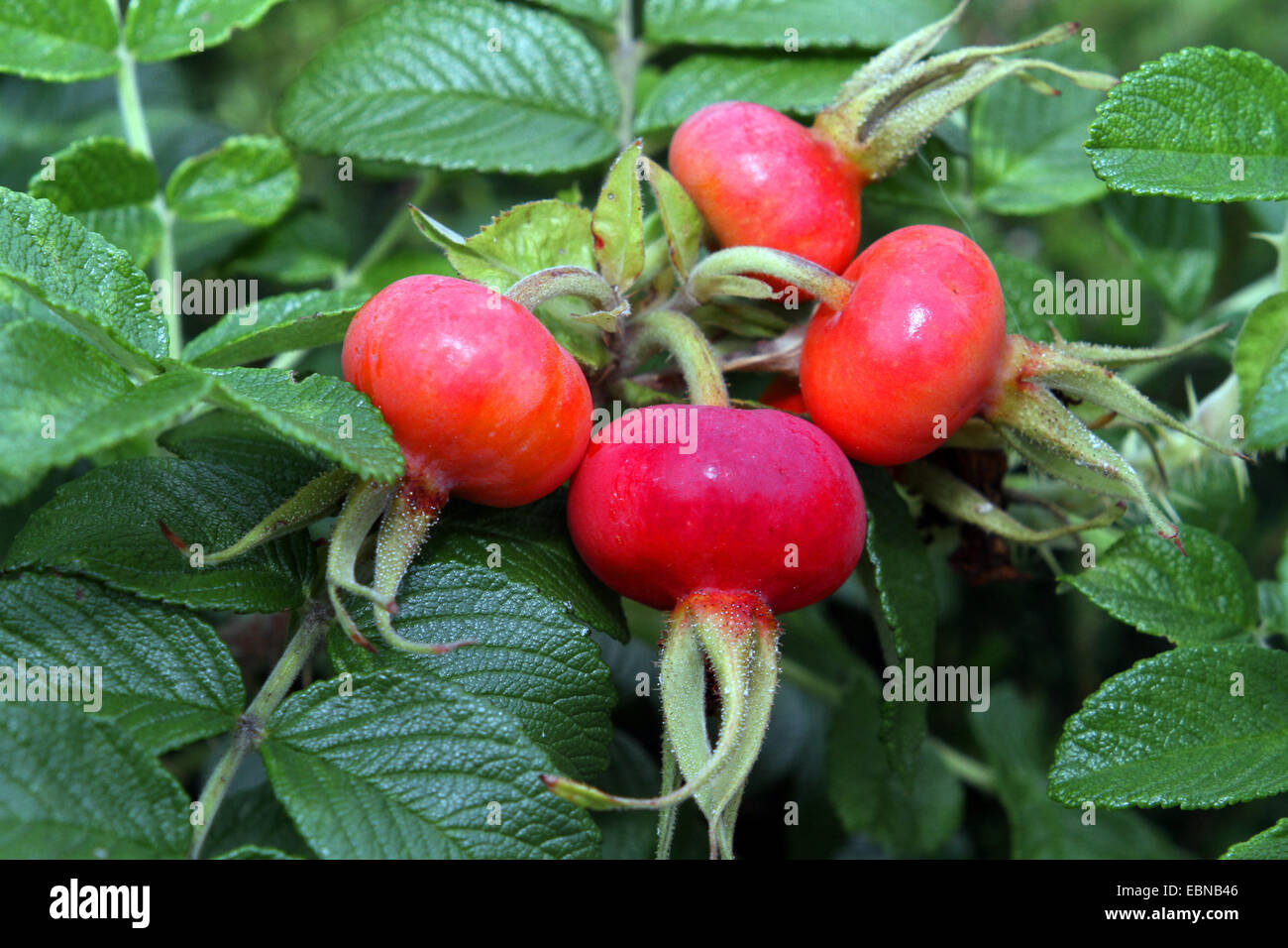 dog rose (Rosa canina), rose hips Stock Photo - Alamy