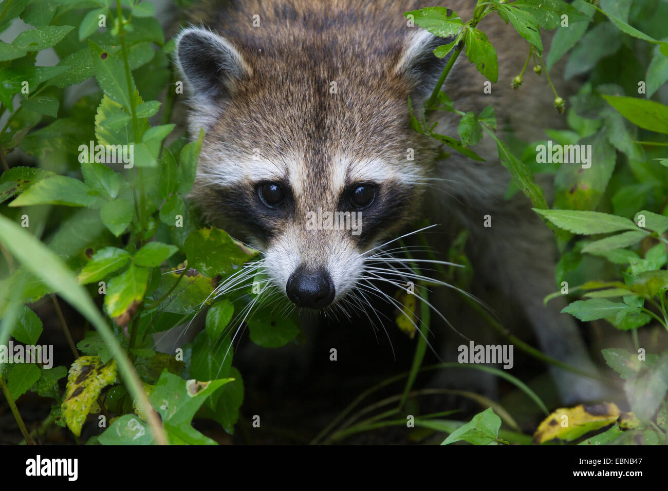 Female raccoon hi-res stock photography and images - Alamy