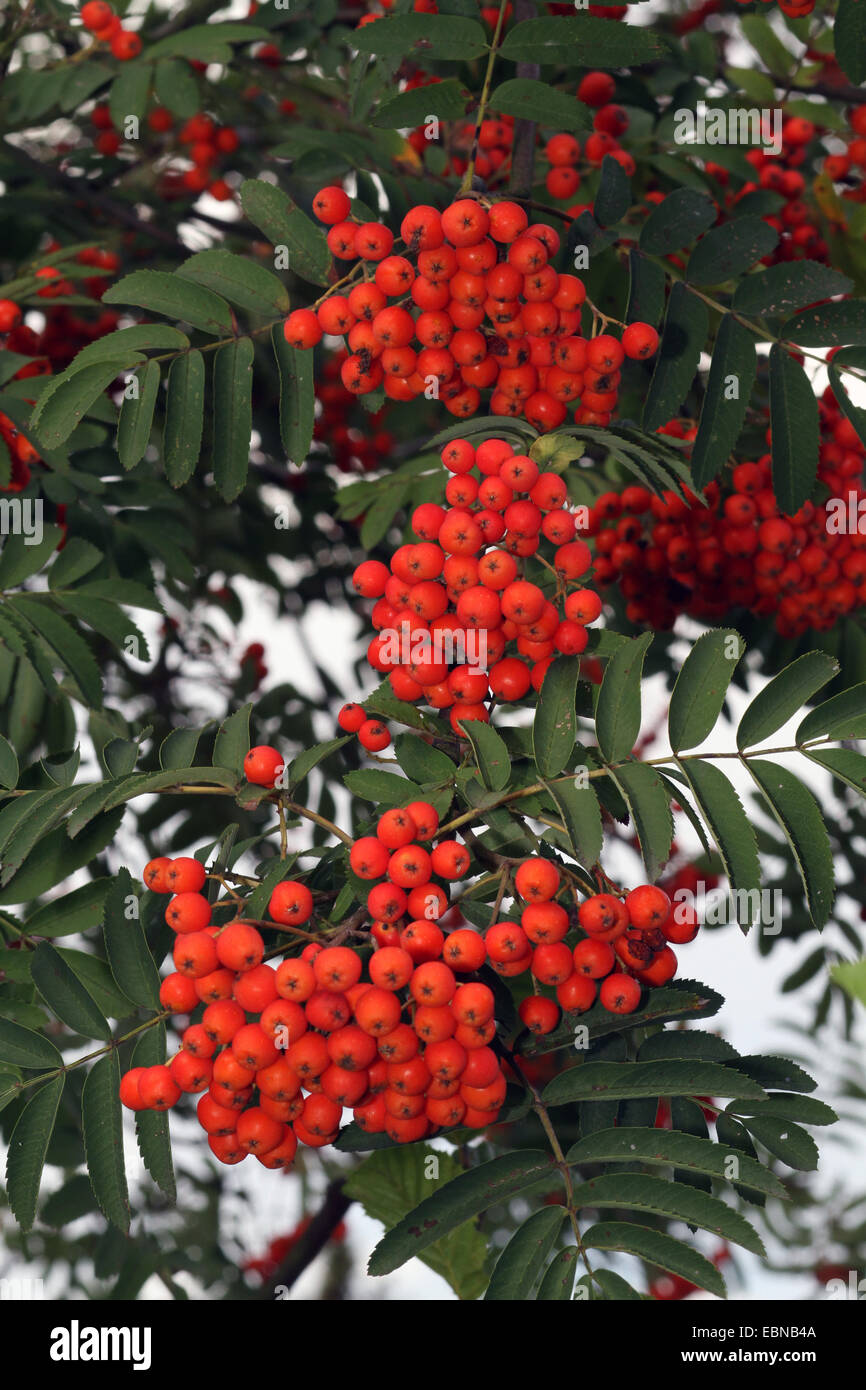 European mountain-ash, rowan tree (Sorbus aucuparia), fruiting branch ...