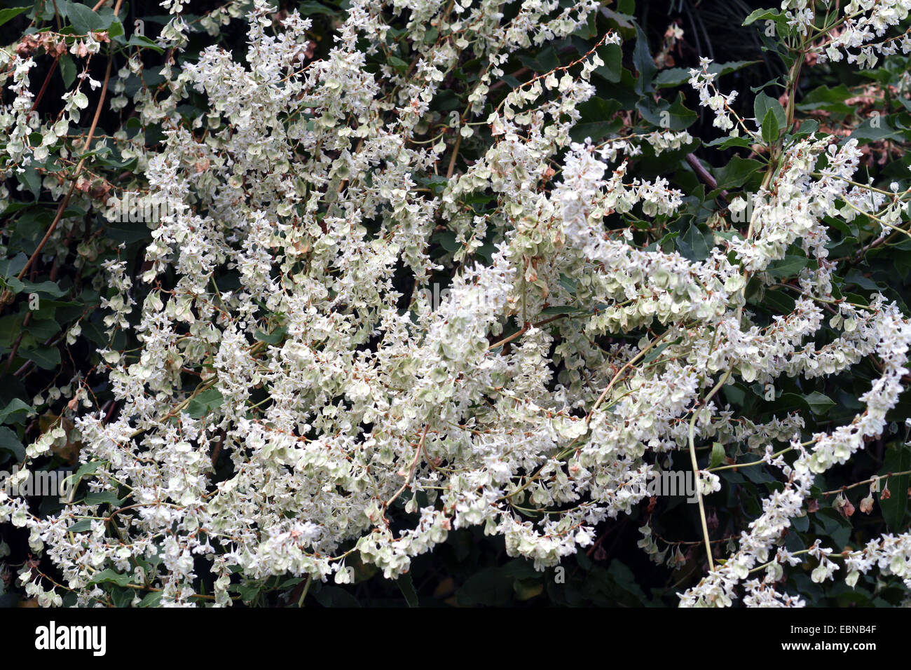 Fallopia baldschuanica (Fallopia baldschuanica, Fallopia aubertii ...