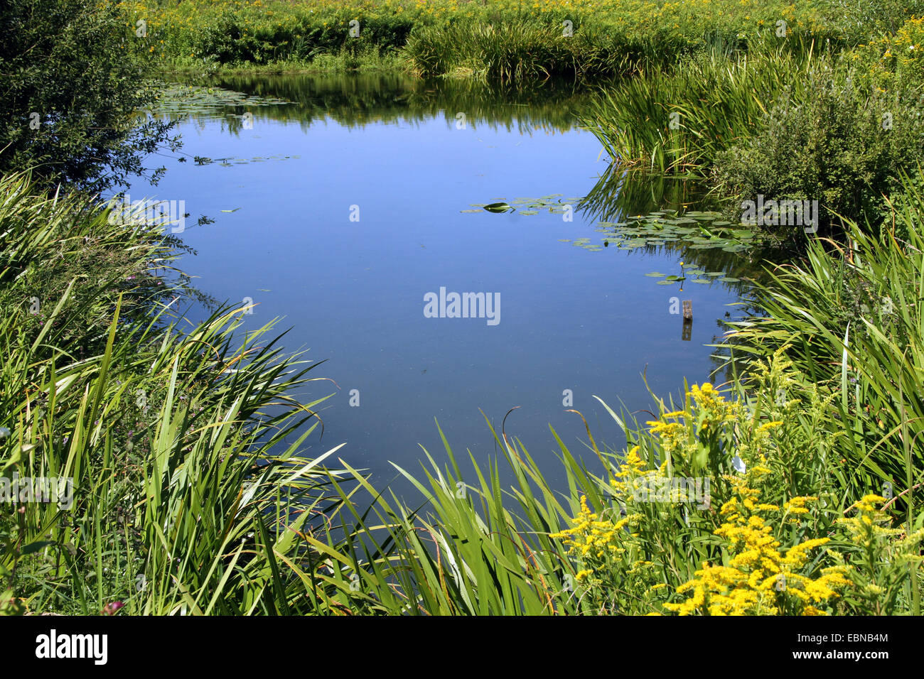 River river river river pond hi-res stock photography and images - Alamy