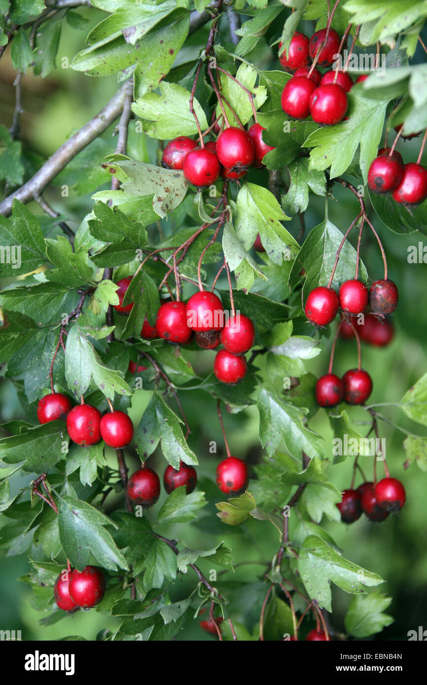 common hawthorn, singleseed hawthorn, English hawthorn (Crataegus ...