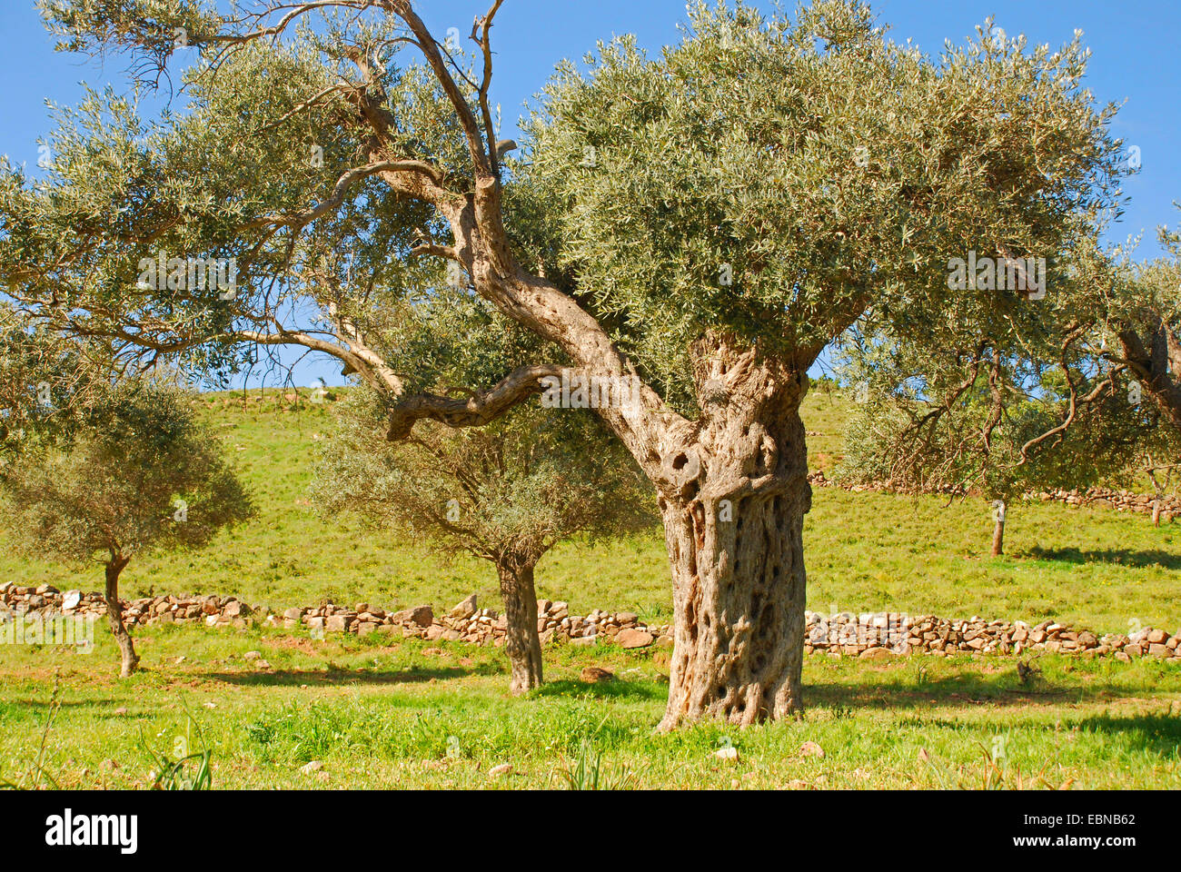 olive tree (Olea europaea ssp. sativa), olive grove on Akamas peninsula ...