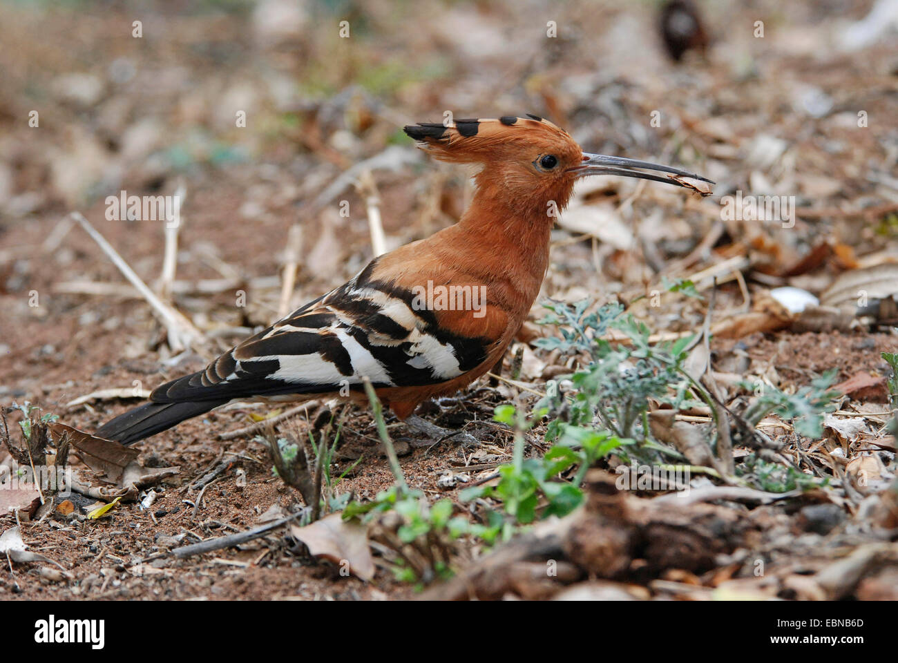 African hoopoes hi-res stock photography and images - Alamy