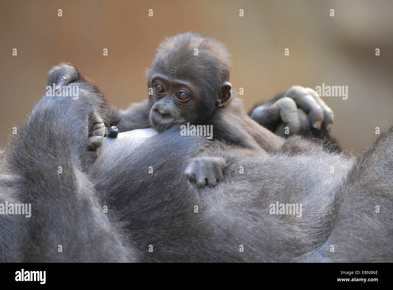 lowland gorilla (Gorilla gorilla gorilla), gorillababy lying on the ...