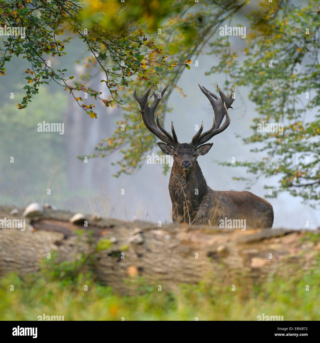 Deer forest mist hi-res stock photography and images - Alamy