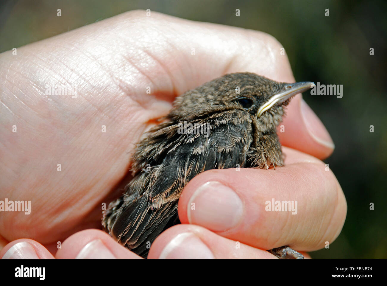 cyprus wheatear (Oenanthe cypriaca), freshly fledged juvenile in a hand ...