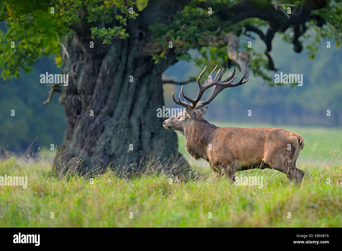 Under one years old hi-res stock photography and images - Alamy