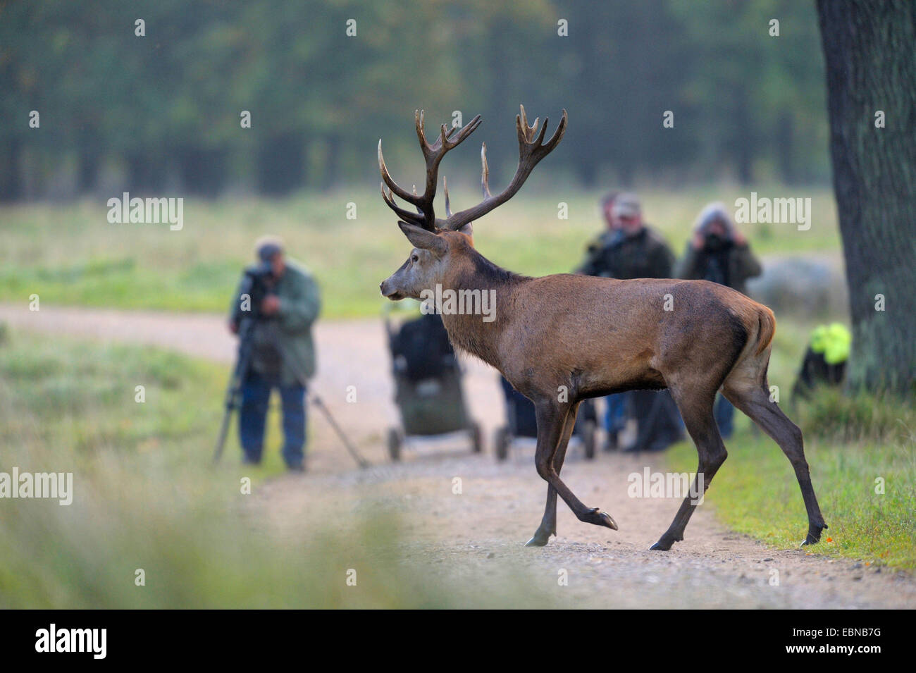 4 Path Paths People With Animals People And Animals High Resolution ...
