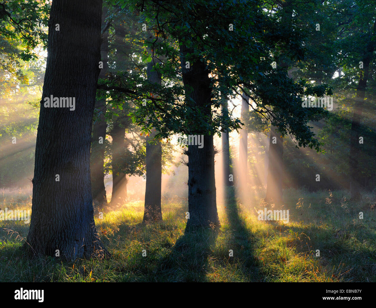 common oak, pedunculate oak, English oak (Quercus robur), sunbeams in ...