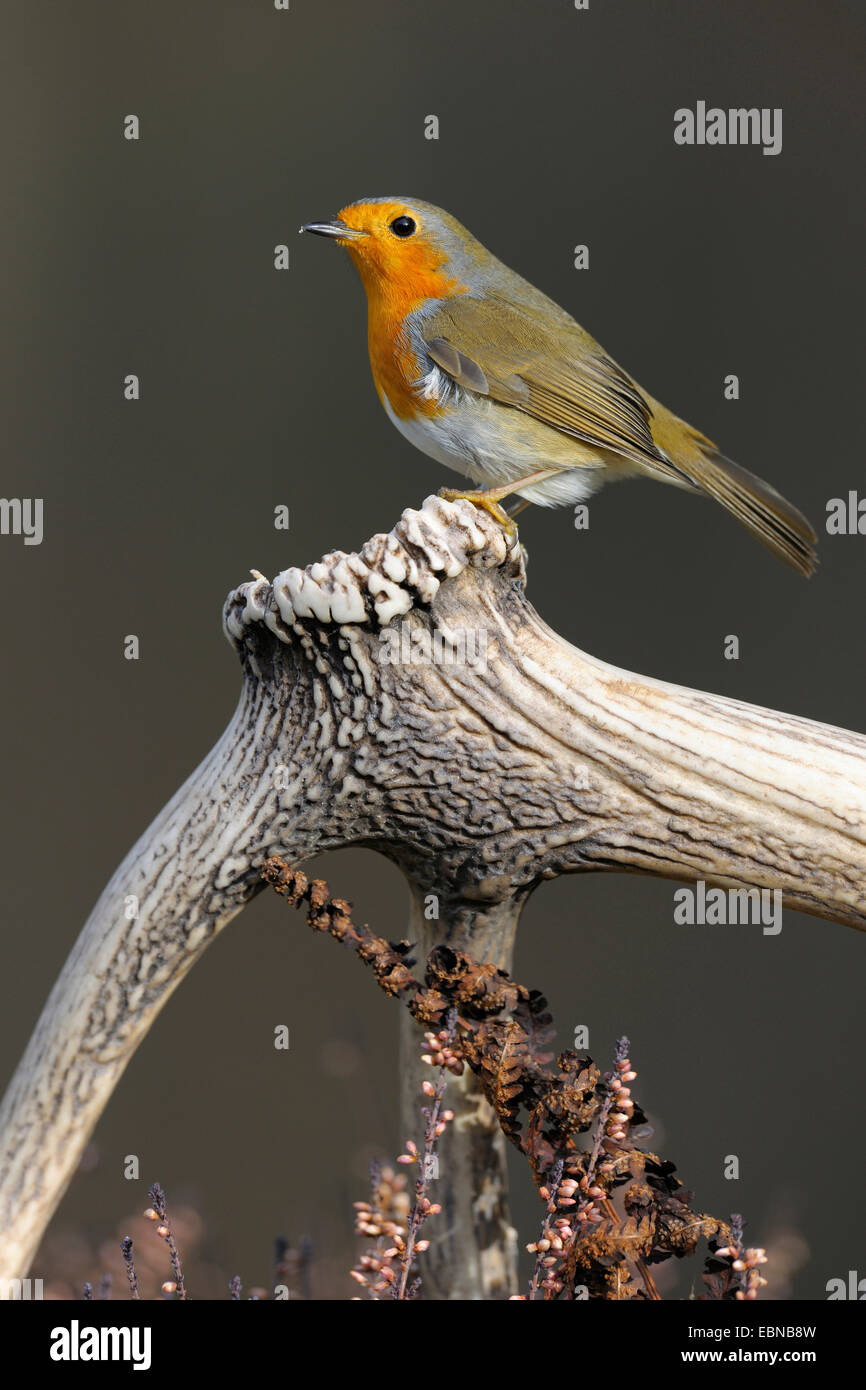 Shed unusual hi-res stock photography and images - Alamy