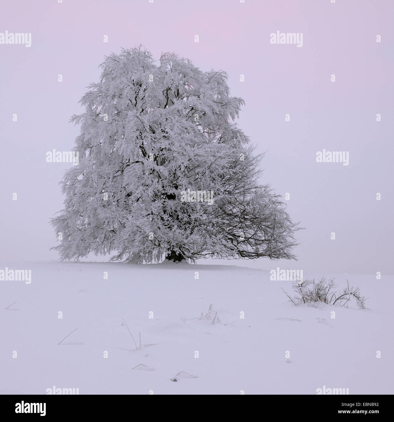 Common beech fagus sylvatica with hoar frost hi-res stock photography ...