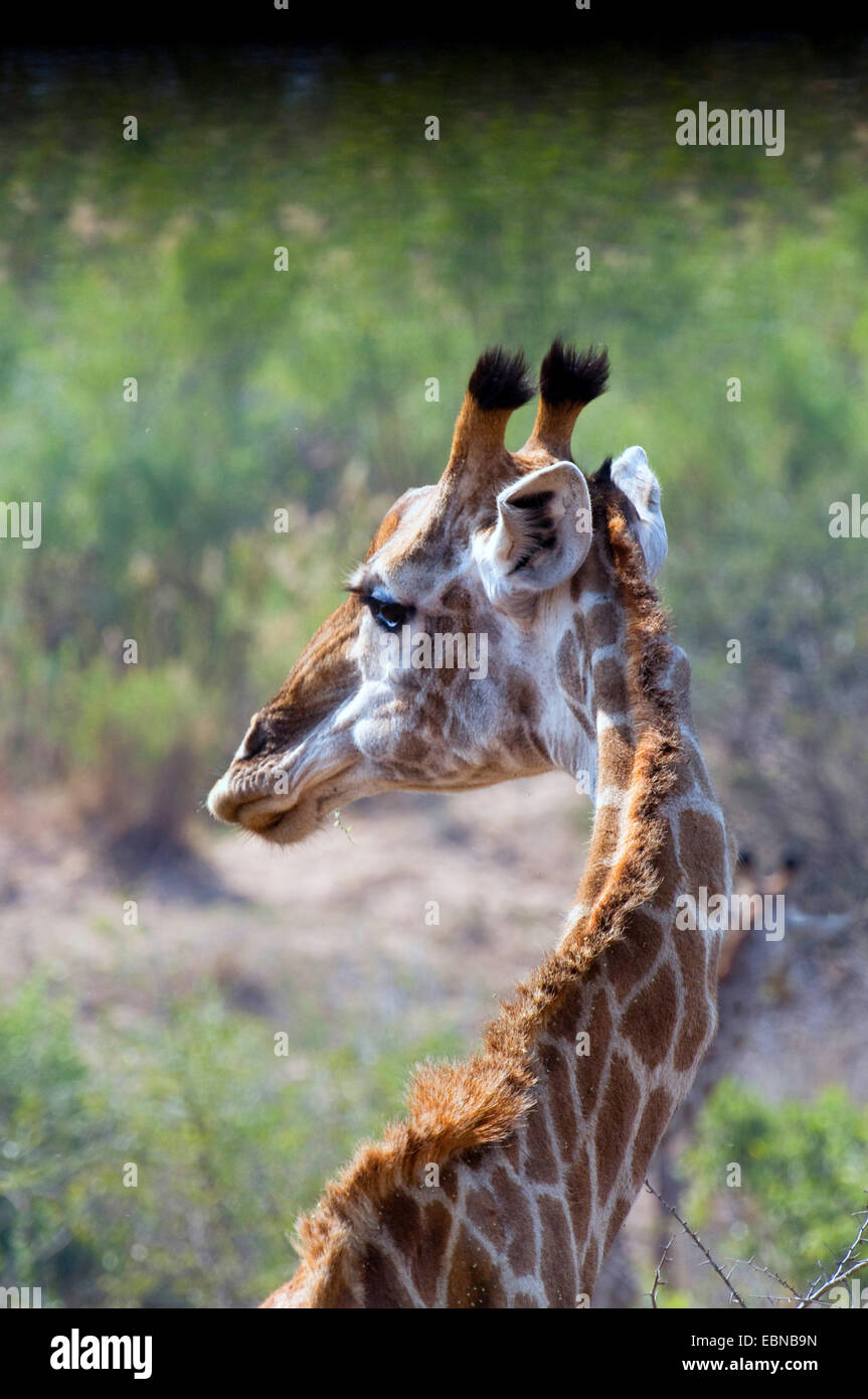 Giraffe turning head hi-res stock photography and images - Alamy