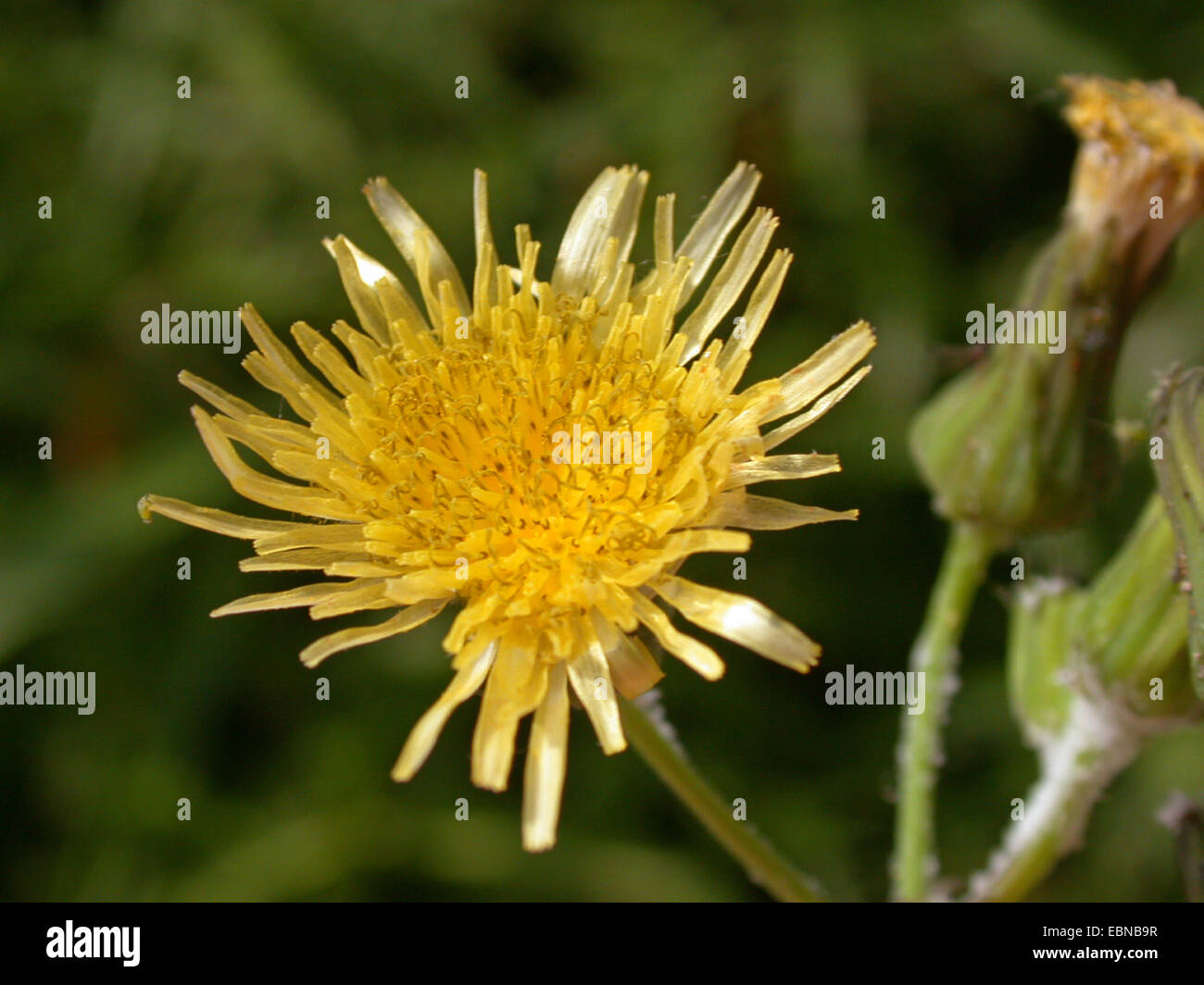 Common sow thistle, Annual sow thistle, Common sow thistle, Small sow ...
