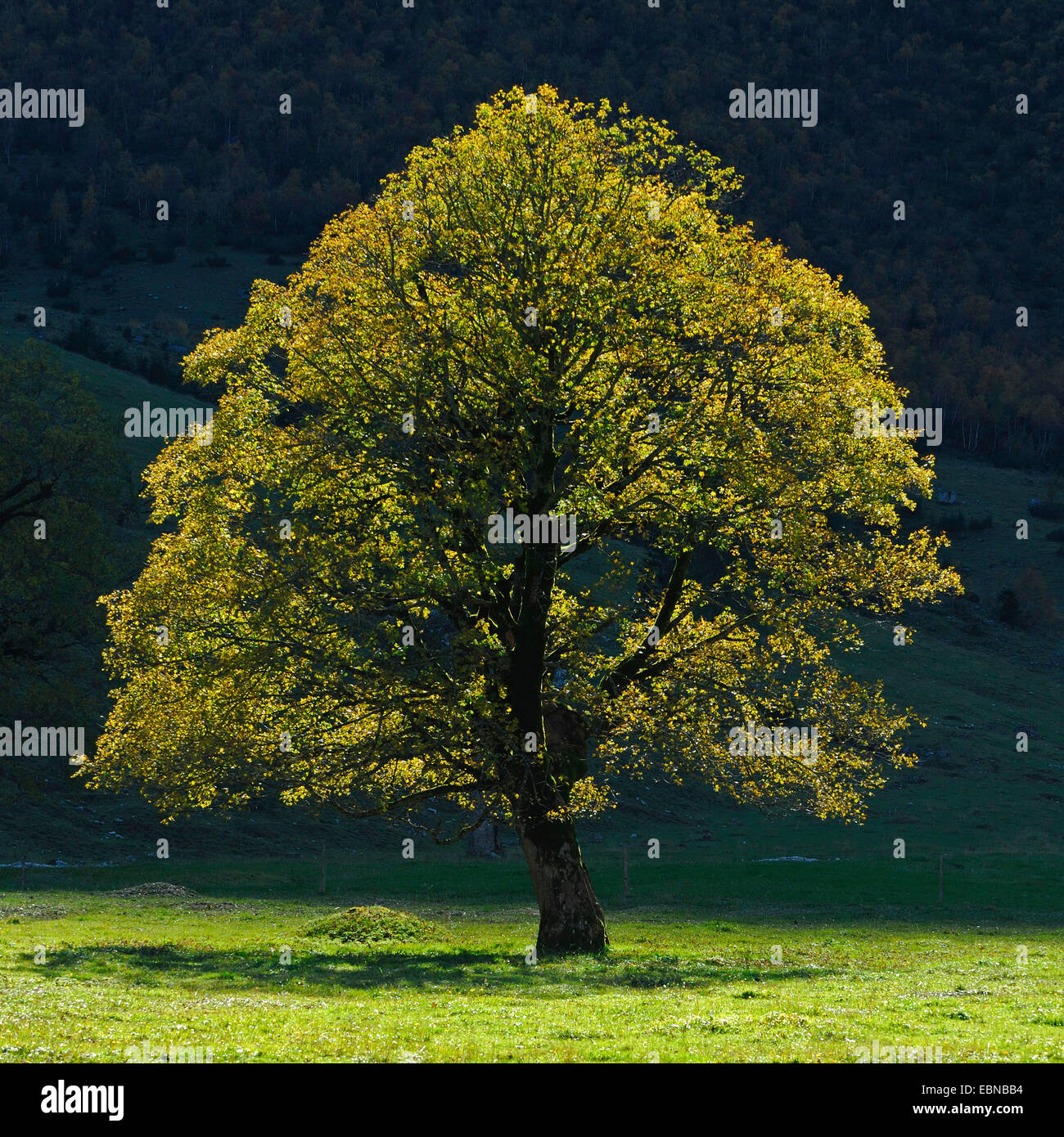 sycamore maple, great maple (Acer pseudoplatanus), with autumn leaves ...