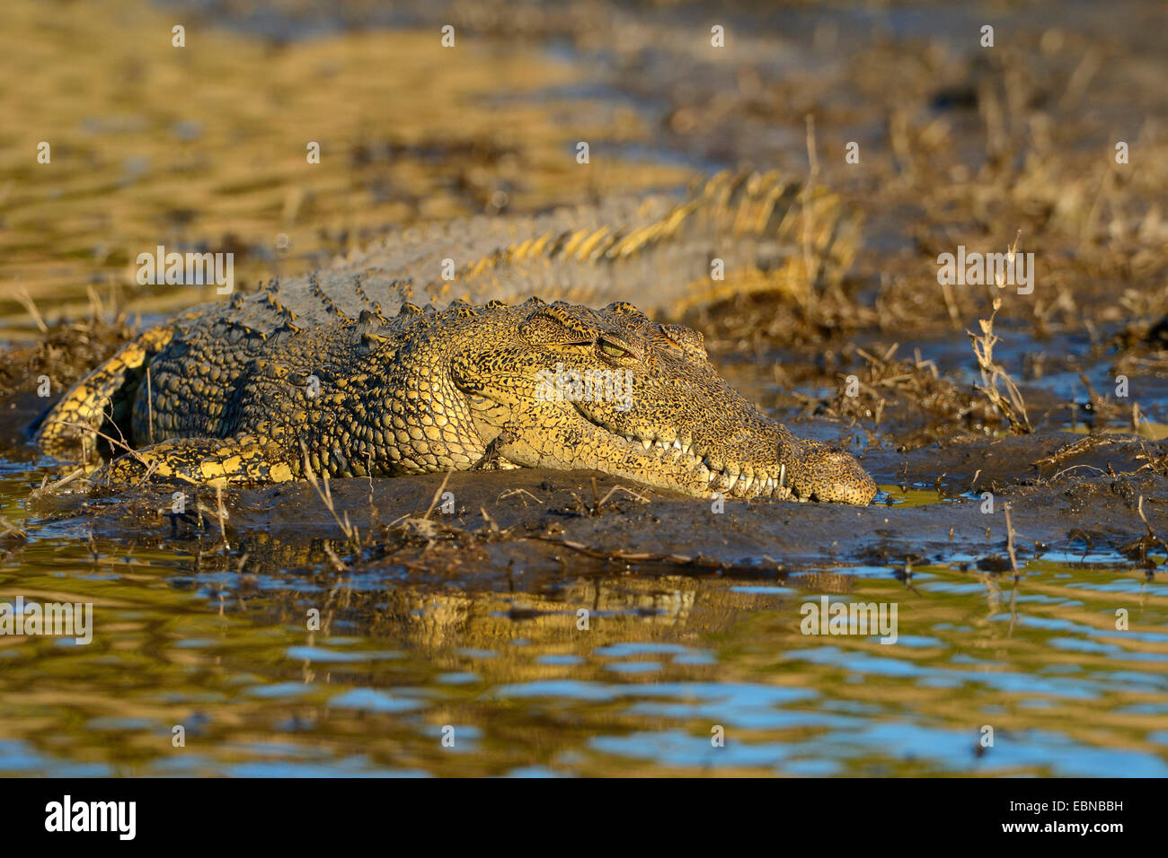 Nile crocodile (Crocodylus niloticus), crocodile resting on a sand bank ...