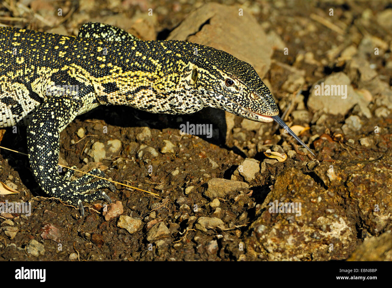 Nile monitor (Varanus niloticus), on the feed at river shore, Botswana ...