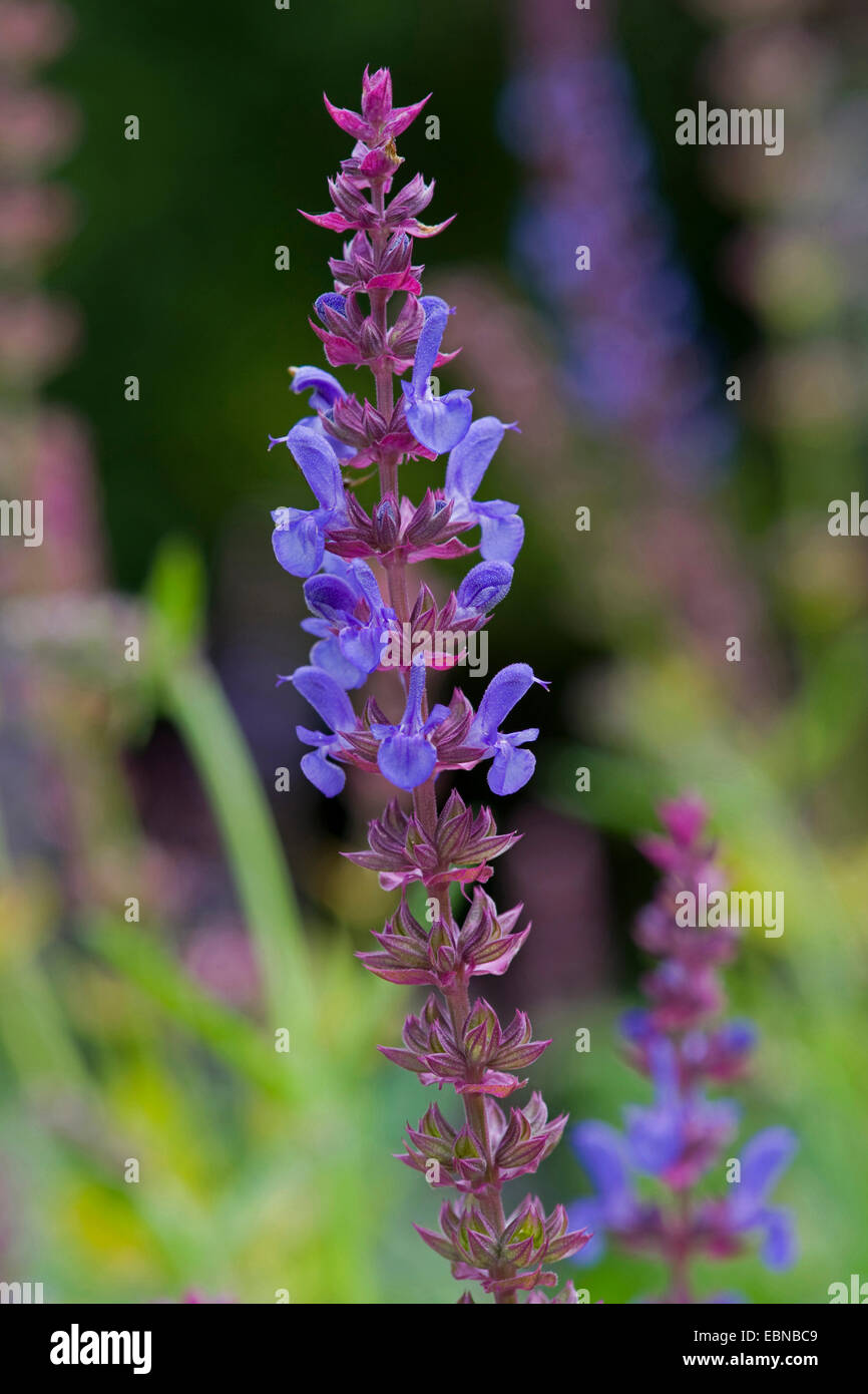 Woodland sage, Balkan clary, Wood sage (Salvia nemorosa), inflorescence ...
