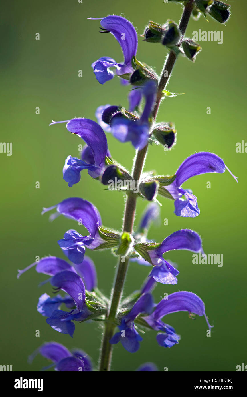 meadow clary, meadow sage (Salvia pratensis), flowers in backlight ...