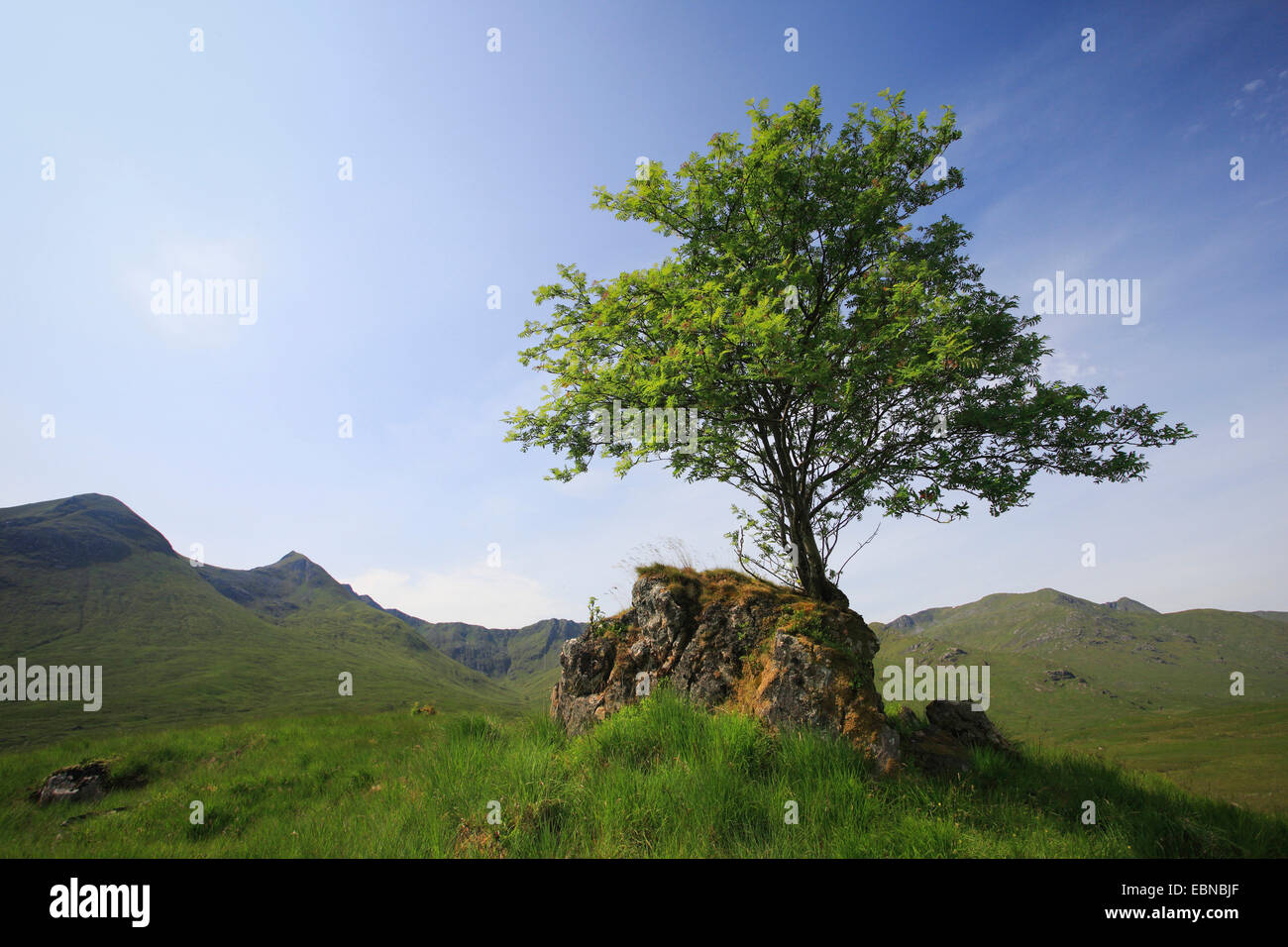 Sorbus aucuparia tree hi-res stock photography and images - Alamy