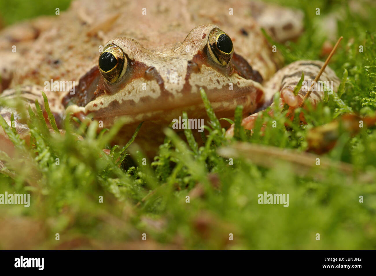common frog, grass frog (Rana temporaria), frog portrait, Germany ...
