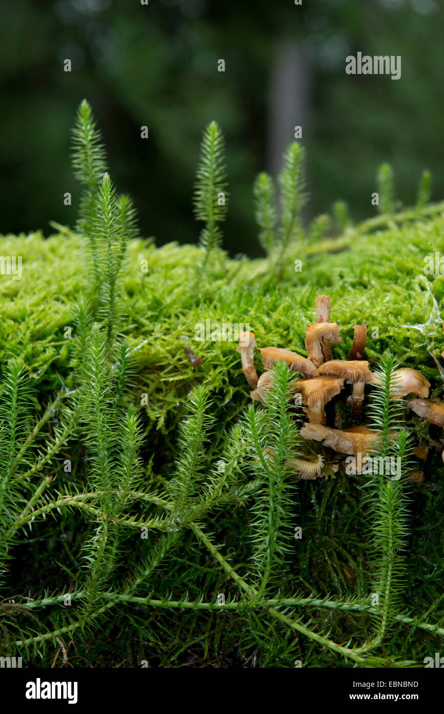 Creeping pine hi-res stock photography and images - Alamy