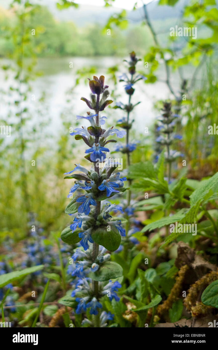 Native riverbank nature flora hi-res stock photography and images - Alamy
