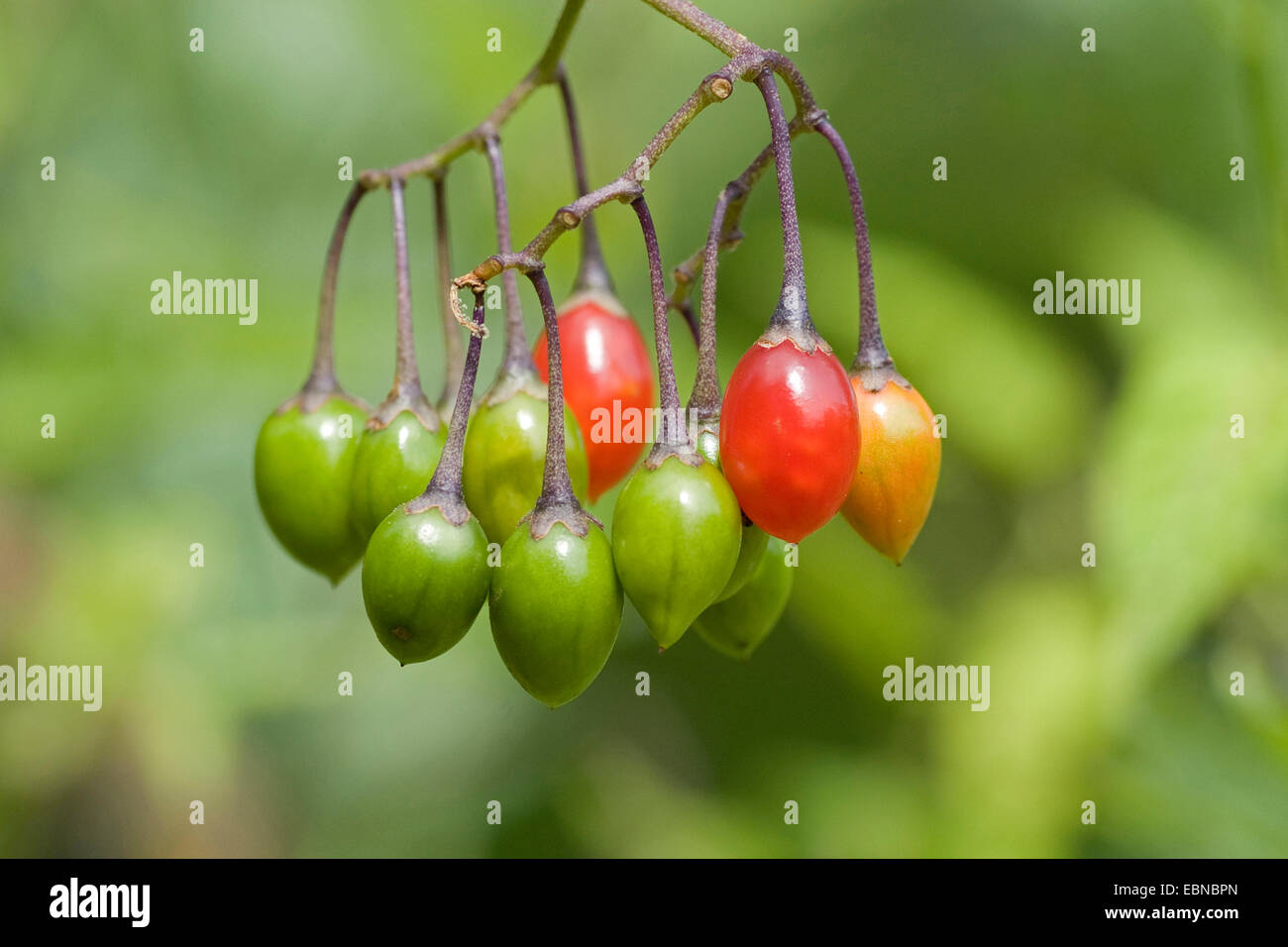 Climbing nightshade hi-res stock photography and images - Alamy