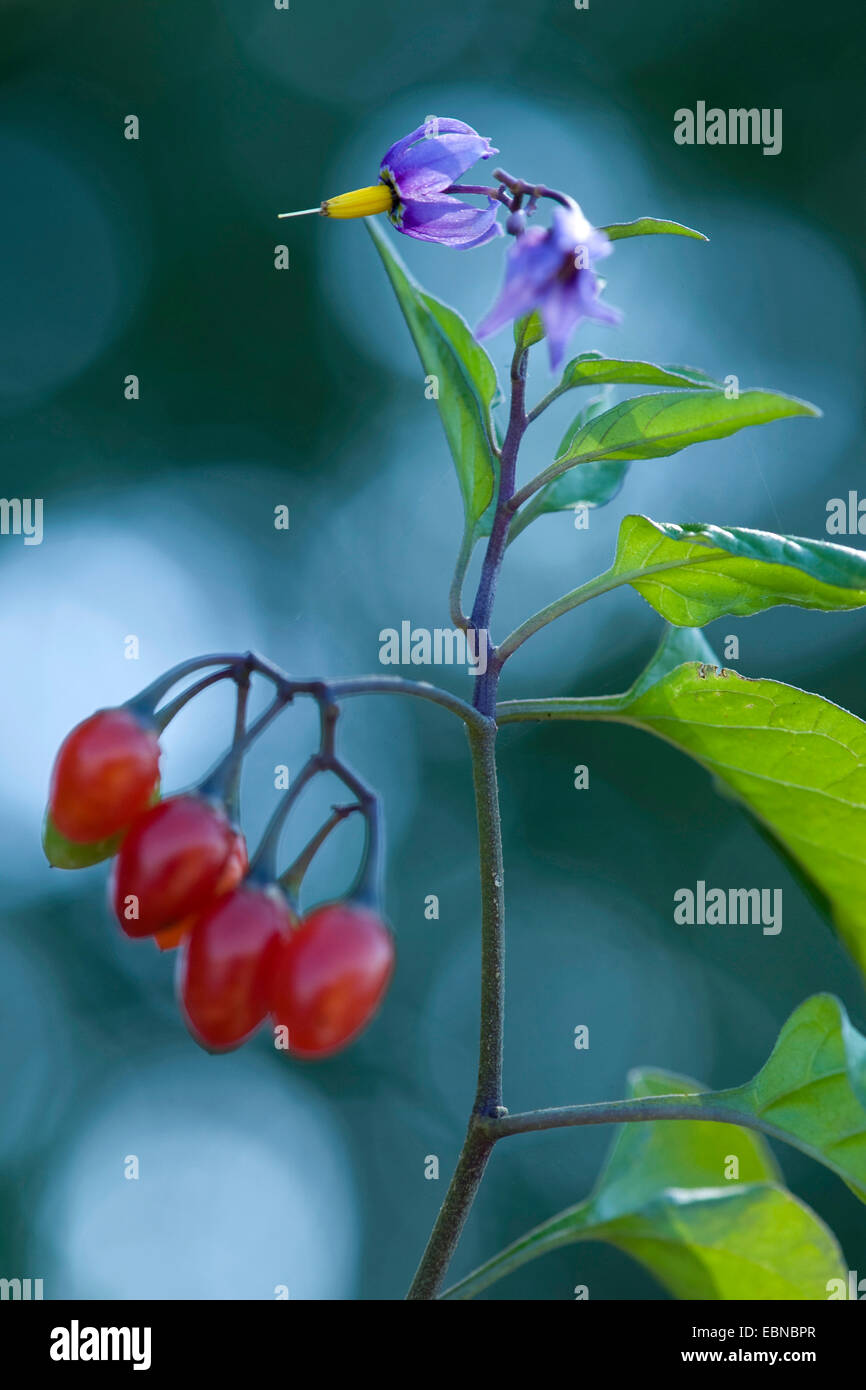 Climbing nightshade hi-res stock photography and images - Alamy
