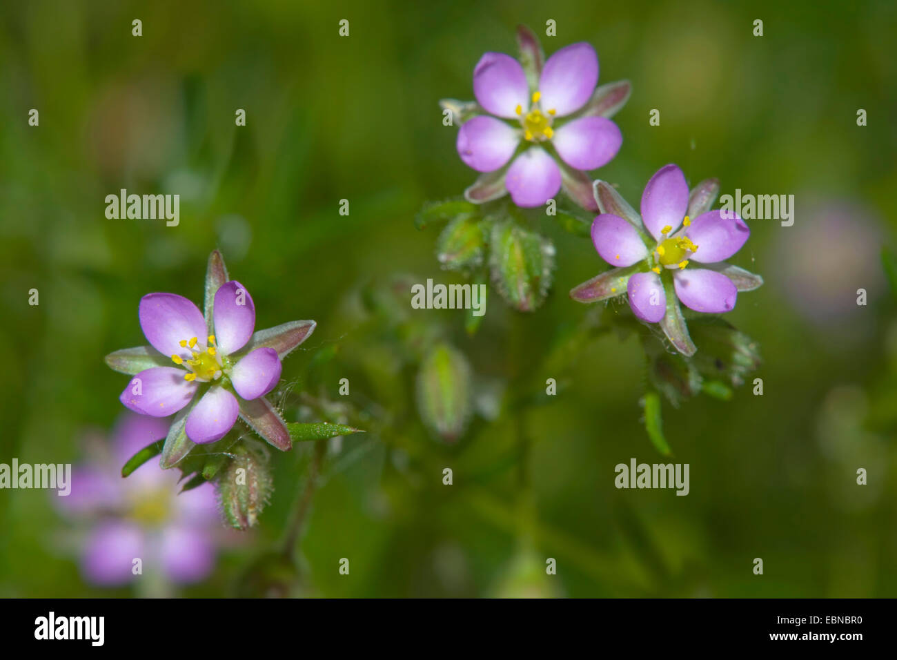 red sandspurry, sand spurrey, purple sandspurry (Spergularia rubra ...