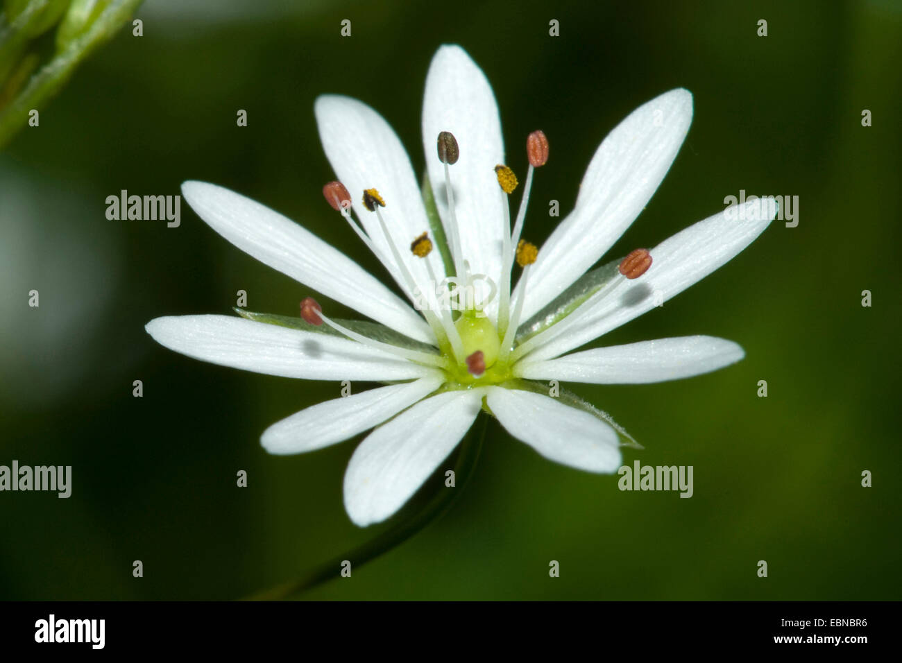 Lesser stitchwort, Little starwort (Stellaria graminea), flower ...