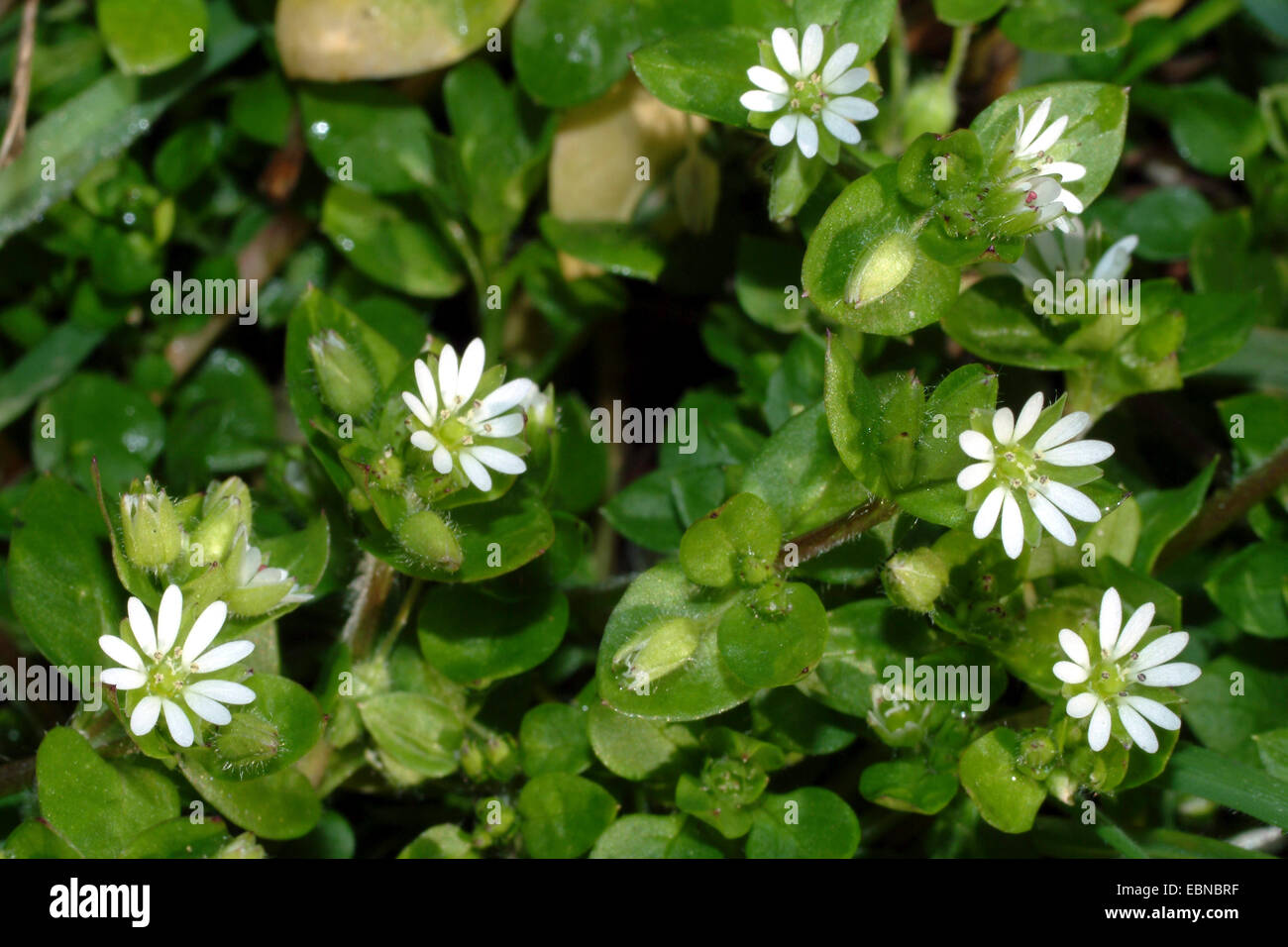common chickweed (Stellaria media), blooming, Germany Stock Photo - Alamy