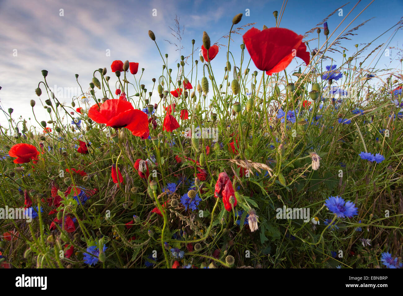 Corn flowers hi-res stock photography and images - Alamy