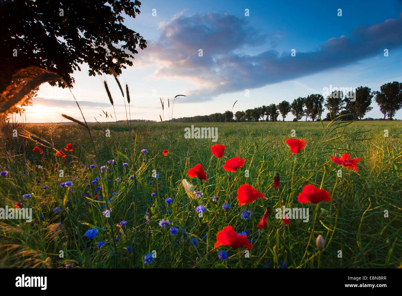 Corn Flowers High Resolution Stock Photography and Images - Alamy