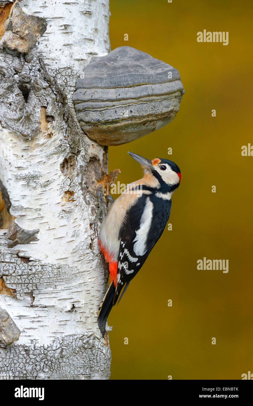 Great spotted woodpecker (Picoides major, Dendrocopos major), in winter ...