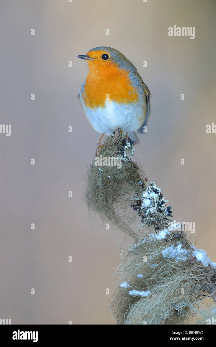 European robin (Erithacus rubecula), on spruce twig with beard lichen ...