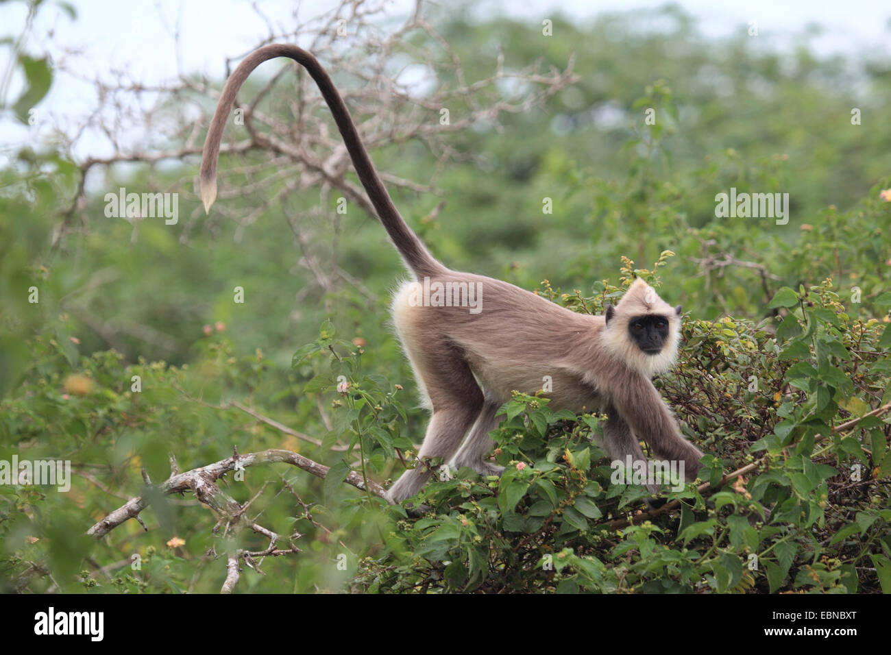 Tufted gray langur (Semnopithecus priam), climbing on a tree, Sri Lanka ...