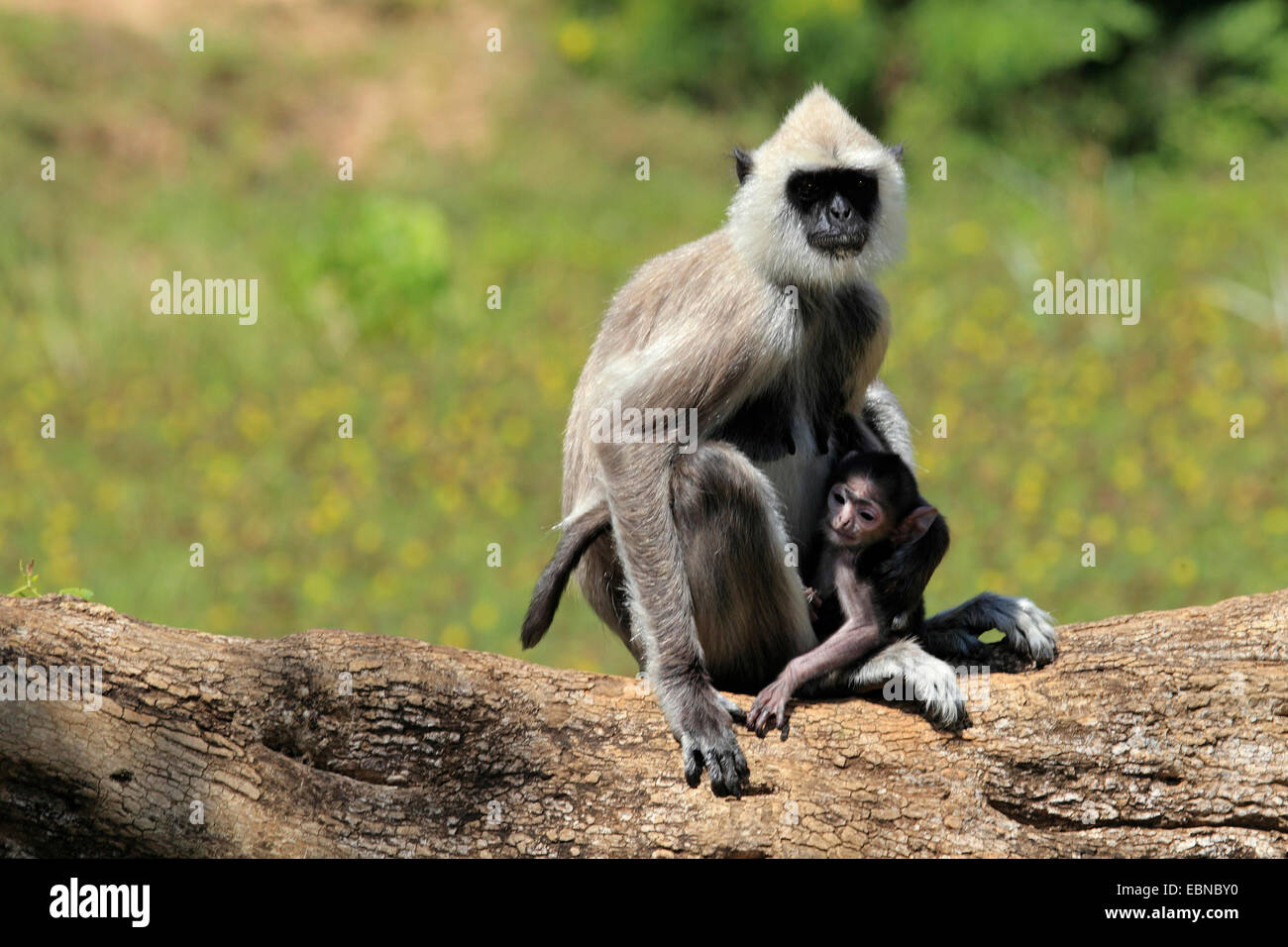Tufted gray langur (Semnopithecus priam), with pup, Sri Lanka, Yala ...