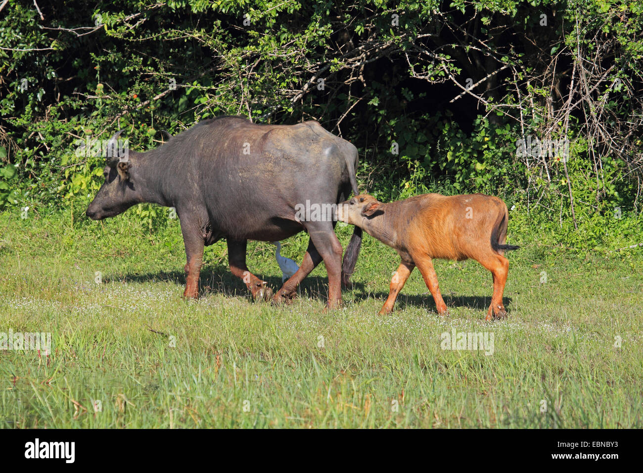 Asian water buffalo, wild water buffalo, carabao (Bubalus bubalis ...